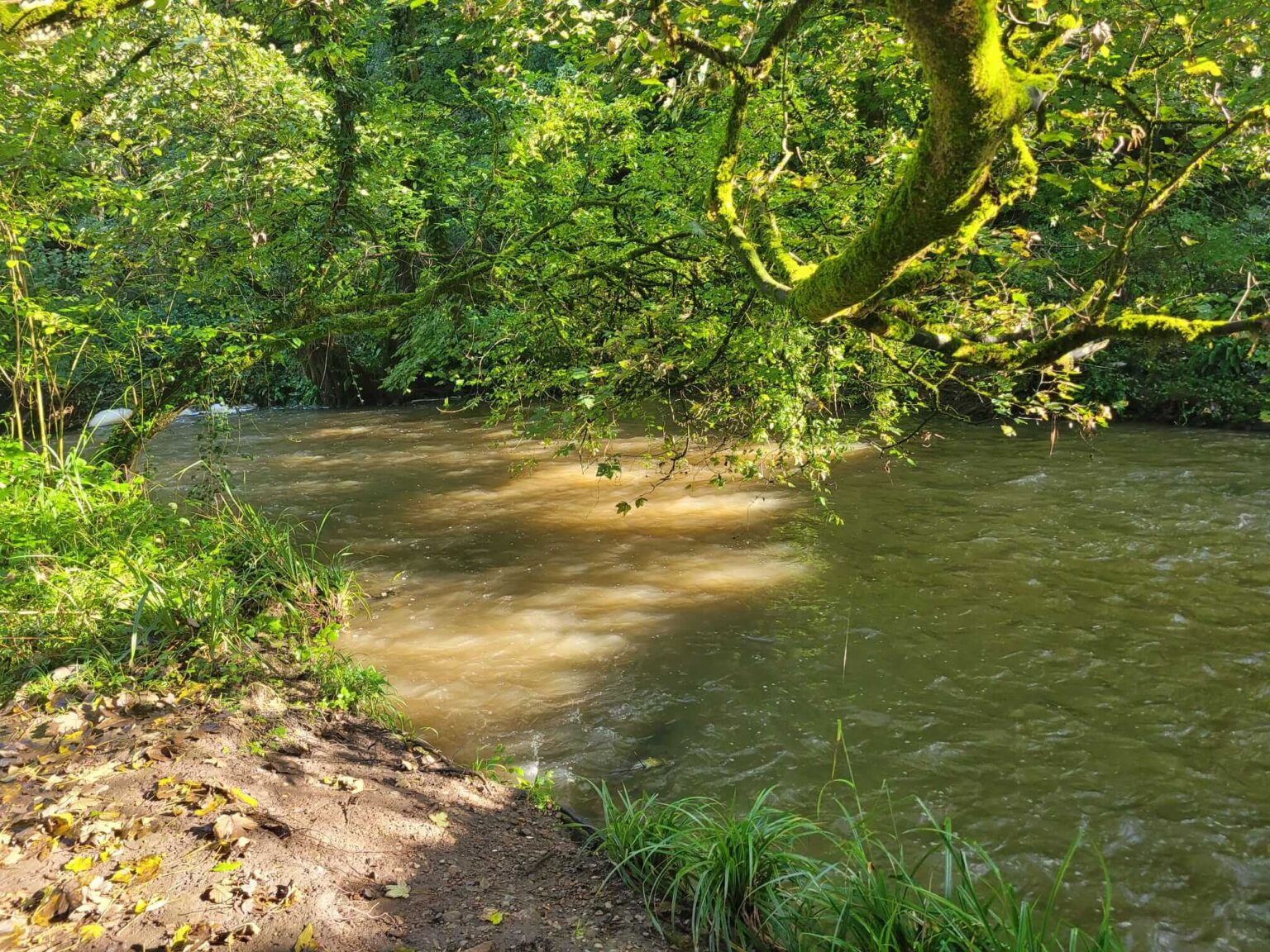 Mells River Swimming - Wild Swimming Somerset